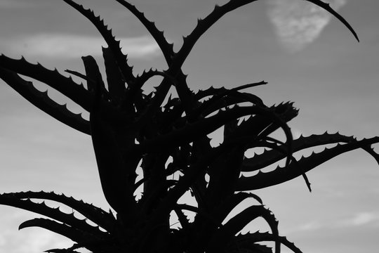 Savila Images – Browse 99 Stock Photos, Vectors, and Video | Adobe Stock