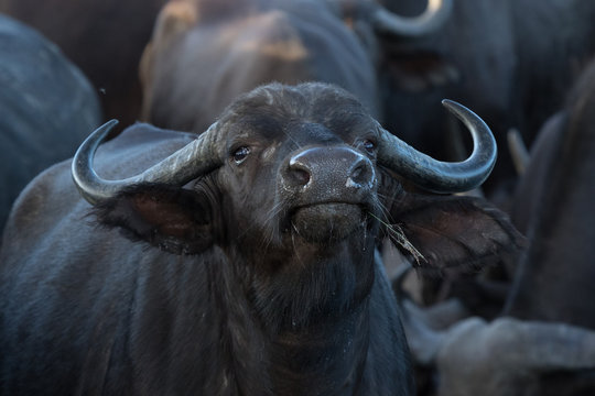 Buffel bilder – Bläddra bland 270,280 stockfoton, vektorer och videor ...