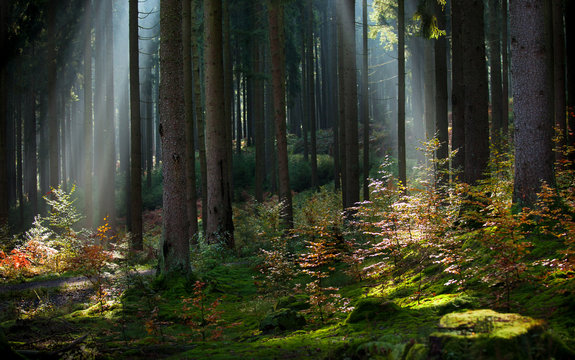 Free Forest Images – Browse 64,412 Free Stock Photos, Vectors, and ...