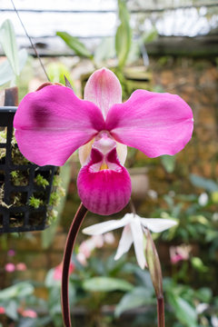 Catleya Images – Browse 39 Stock Photos, Vectors, and Video | Adobe Stock