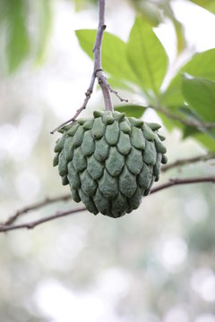 Atemoia Images – Browse 60 Stock Photos, Vectors, and Video | Adobe Stock