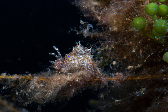 Anaspidea Bilder – Durchsuchen 689 Archivfotos, Vektorgrafiken und ...