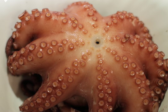 รูปภาพOctupus – เลือกดูภาพถ่ายสต็อก เวกเตอร์ และวิดีโอ220,815 | Adobe Stock