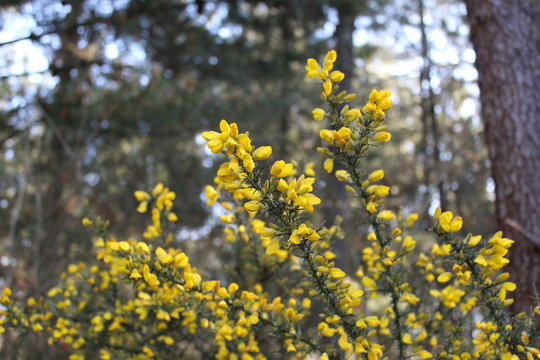 「Tojo」の写真素材 | 235件の無料イラスト画像 | Adobe Stock