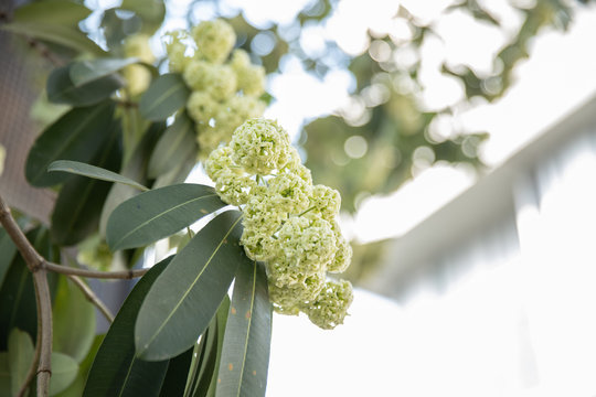 Teufelsrochen Bilder – Durchsuchen 1,002 Archivfotos, Vektorgrafiken ...