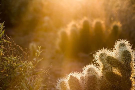 Cholla Images – Browse 13,286 Stock Photos, Vectors, and Video | Adobe ...