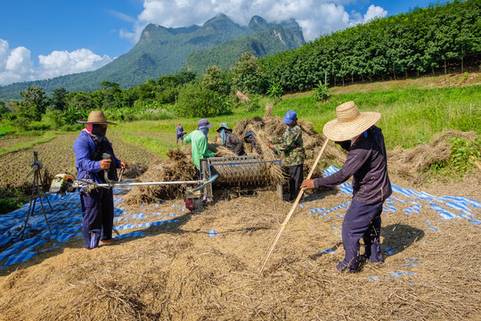รูปภาพRiziculture – เลือกดูภาพถ่ายสต็อก เวกเตอร์ และวิดีโอ530 | Adobe Stock