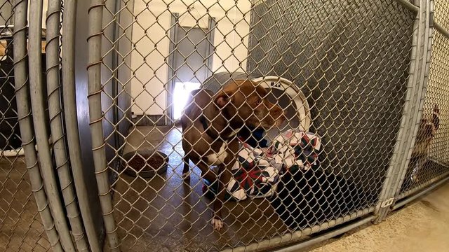 "Animal Control" Images – Browse 628 Stock Photos, Vectors, and Video ...
