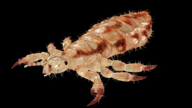 Head Louse