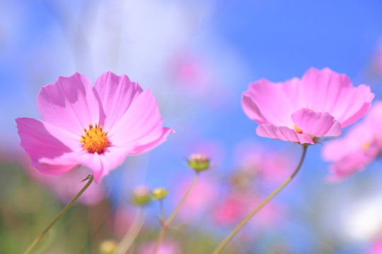 Yumiko photos, images, assets | Adobe Stock