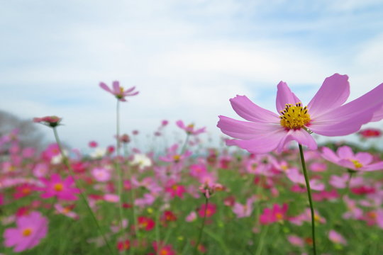 Yumiko photos, images, assets | Adobe Stock