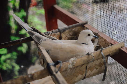 Kurokutok Bilder – Durchsuchen 1,578 Archivfotos, Vektorgrafiken und ...