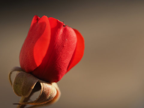รูปภาพRoes-Flower – เลือกดูภาพถ่ายสต็อก เวกเตอร์ และวิดีโอ206 | Adobe Stock