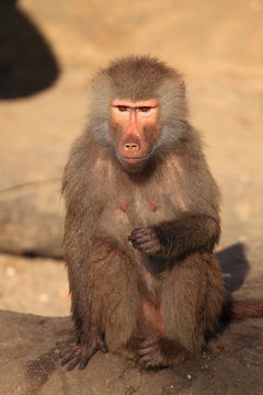 Pawian Bilder – Durchsuchen 249 Archivfotos, Vektorgrafiken und Videos ...