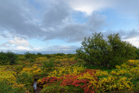 รูปภาพMoorbeere – เลือกดูภาพถ่ายสต็อก เวกเตอร์ และวิดีโอ109 | Adobe Stock