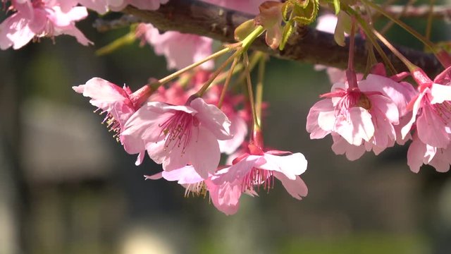 Kawazu-Zakura Bilder – Durchsuchen 533 Archivfotos, Vektorgrafiken und ...