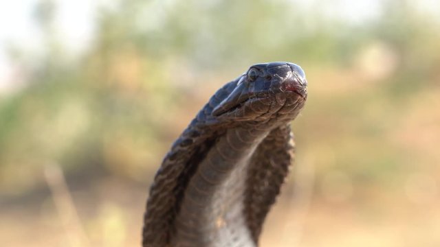 King Cobra Back Of Head