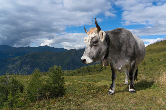 37,726 件の最適な Bovini 画像、ストック写真、ベクター | Adobe Stock