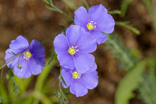 「Lein」の写真素材 | 3,294件の無料イラスト画像 | Adobe Stock