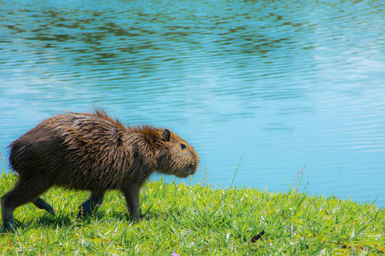 รูปภาพCapivara – เลือกดูภาพถ่ายสต็อก เวกเตอร์ และวิดีโอ13,255 | Adobe Stock