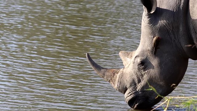 "Greater Kruger National Park" Images – Browse 1,844 Stock Photos ...