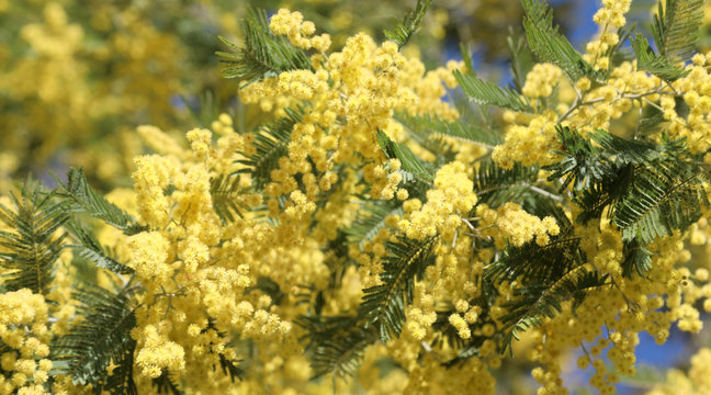 「Mimoseae」の写真素材 | 92件の無料イラスト画像 | Adobe Stock