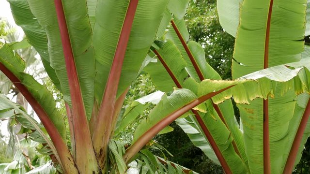 รูปภาพEnset – เลือกดูภาพถ่ายสต็อก เวกเตอร์ และวิดีโอ116 | Adobe Stock