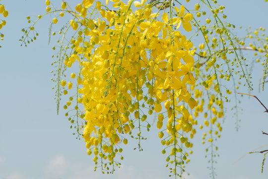 Canafistula Images – Browse 9,902 Stock Photos, Vectors, and Video ...