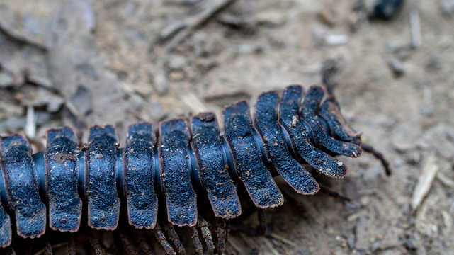"Black Millipede" Images – Browse 159 Stock Photos, Vectors, and Video ...
