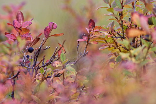 「Moorbeere」の写真素材 | 109件の無料イラスト画像 | Adobe Stock