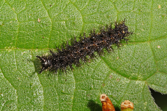 รูปภาพRaupe – เลือกดูภาพถ่ายสต็อก เวกเตอร์ และวิดีโอ13,661 | Adobe Stock