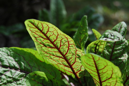 รูปภาพBlutampfer – เลือกดูภาพถ่ายสต็อก เวกเตอร์ และวิดีโอ189 | Adobe Stock