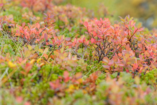รูปภาพMoorbeere – เลือกดูภาพถ่ายสต็อก เวกเตอร์ และวิดีโอ109 | Adobe Stock