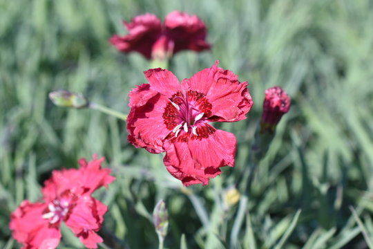 Pfingstblumen Bilder – Durchsuchen 138 Archivfotos, Vektorgrafiken und ...