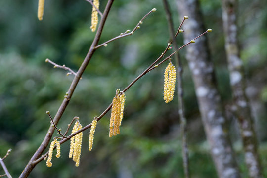 Haselnussblatt Bilder – Durchsuchen 1,191 Archivfotos, Vektorgrafiken ...