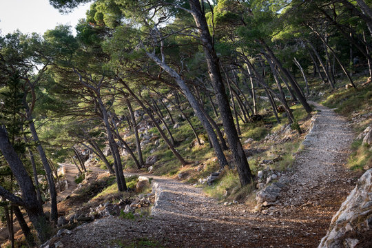 รูปภาพSuma – เลือกดูภาพถ่ายสต็อก เวกเตอร์ และวิดีโอ6,068 | Adobe Stock