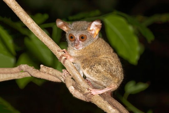 รูปภาพTarsius – เลือกดูภาพถ่ายสต็อก เวกเตอร์ และวิดีโอ1,201 | Adobe Stock