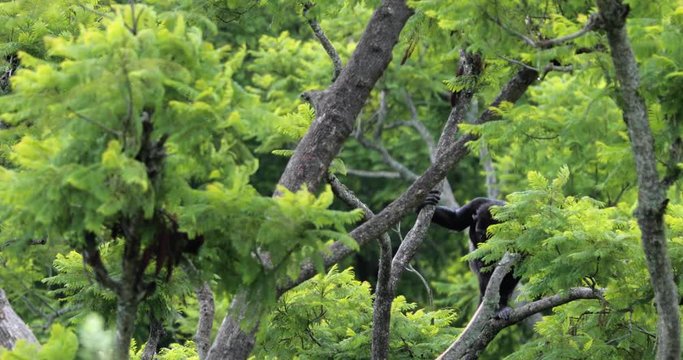 Demure Video Footage – Browse 245 HD Stock Video and Footage | Adobe Stock