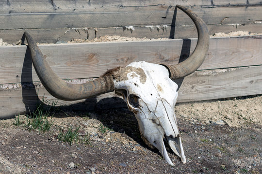 Bull Skull photos, royalty-free images, graphics, vectors & videos ...