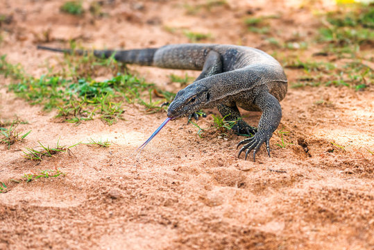 3,174 BEST Varan IMAGES, STOCK PHOTOS & VECTORS | Adobe Stock