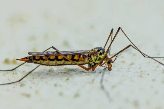 Schnacke Images – Browse 44 Stock Photos, Vectors, and Video | Adobe Stock