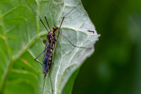 Schnacke Images – Browse 59 Stock Photos, Vectors, and Video | Adobe Stock