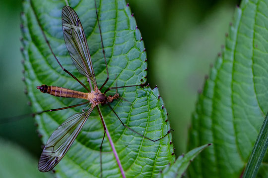 Schnacke Images – Browse 41 Stock Photos, Vectors, and Video | Adobe Stock