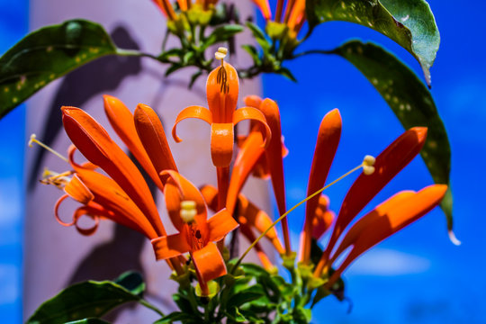 รูปภาพCaprifoliaceae – เลือกดูภาพถ่ายสต็อก เวกเตอร์ และวิดีโอ4,962 ...