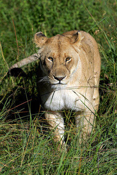 「Lionees」の画像 - 552 件の Stock 写真、ベクターおよびビデオ | Adobe Stock