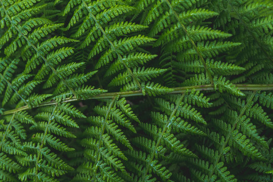 "Fern Texture" Images – Browse 423 Stock Photos, Vectors, and Video ...