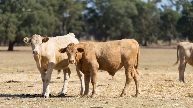 "Cows Staring" Images – Browse 32 Stock Photos, Vectors, and Video ...