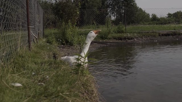 "Cute Goose" Bilder – Durchsuchen 62 Archivfotos, Vektorgrafiken und ...