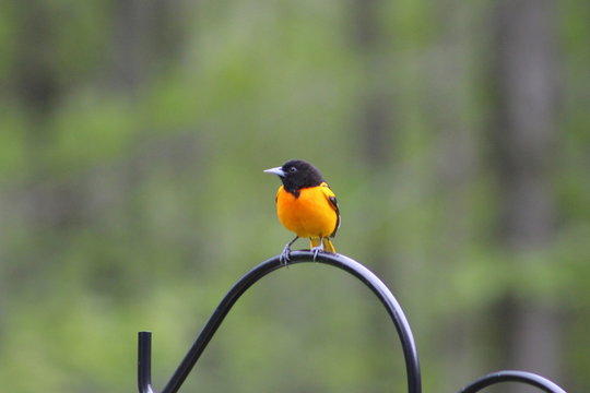 「Oriel」の写真素材 | 13,926件の無料イラスト画像 | Adobe Stock