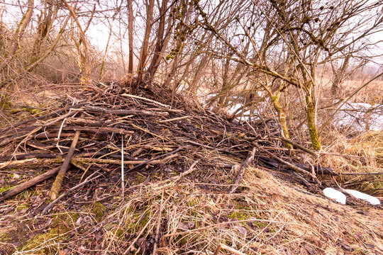 Biberburg Bilder – Durchsuchen 457 Archivfotos, Vektorgrafiken und ...
